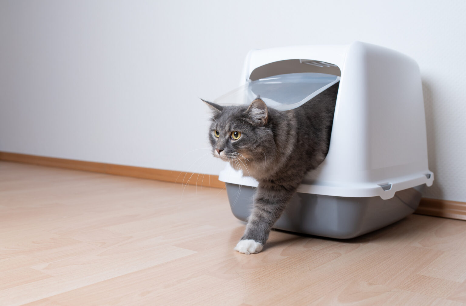 My Cat Has Diarrhea, Is this an Emergency? | Animal Emergency Center of ...