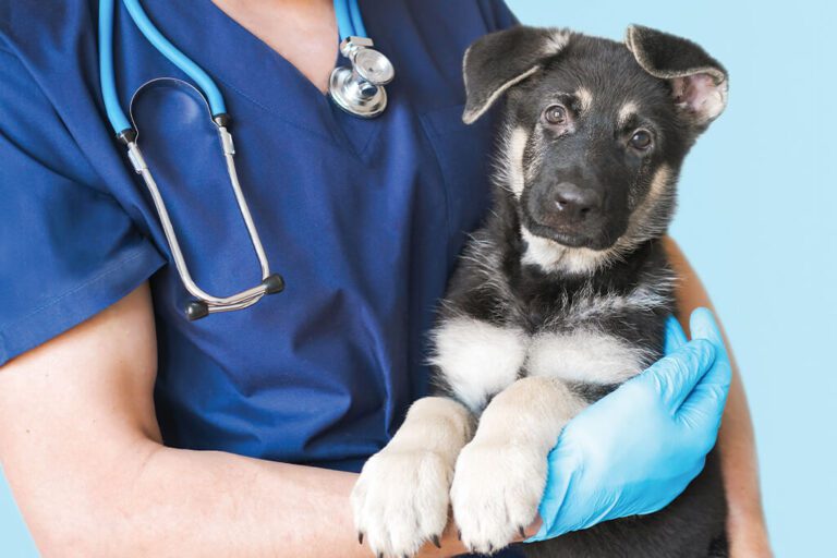What is World Vet Day? X Things to Know About the Work Veterinarians Do ...