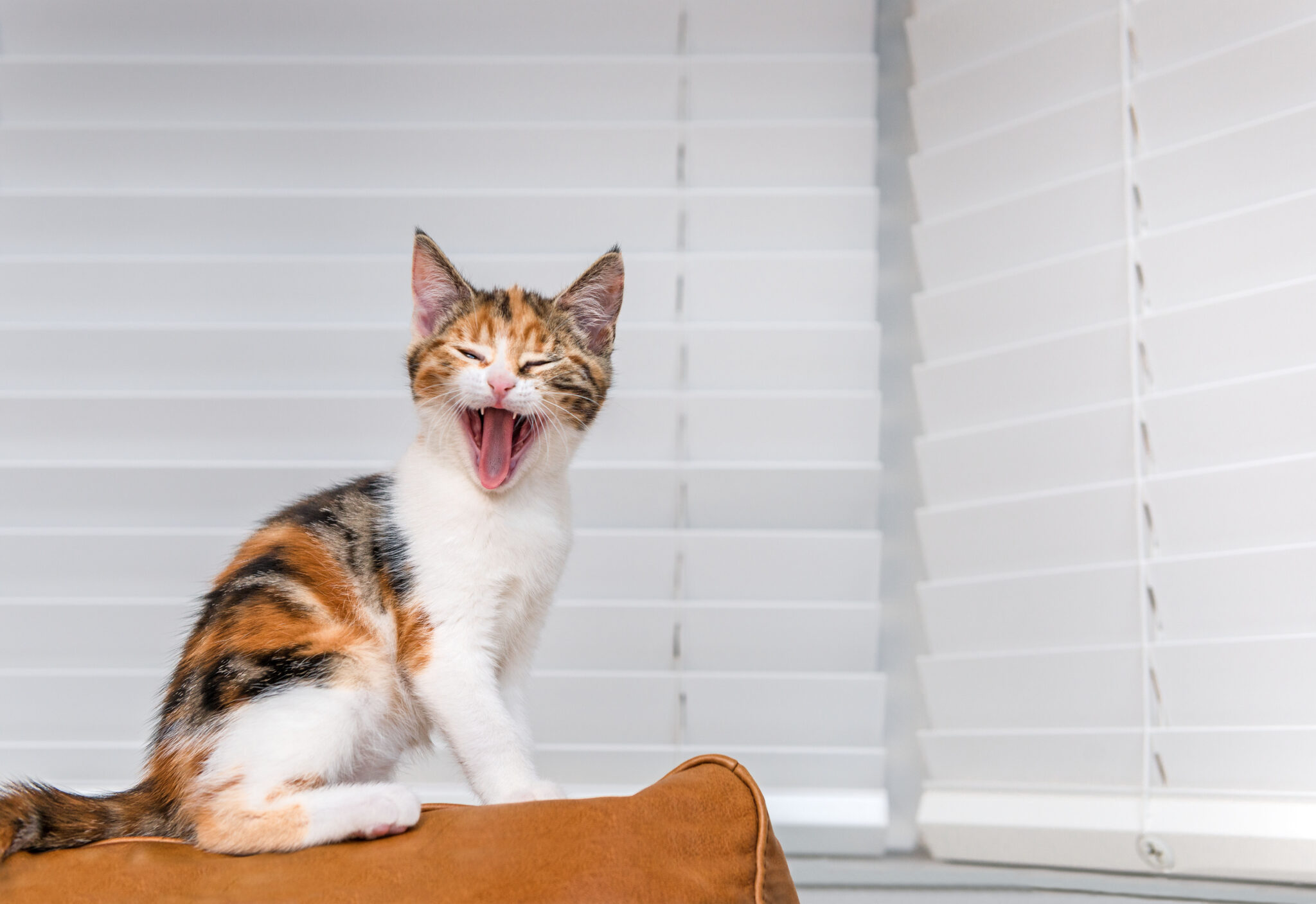 Causes of Coughing in Cats & When to Call the Vet | Animal Emergency ...